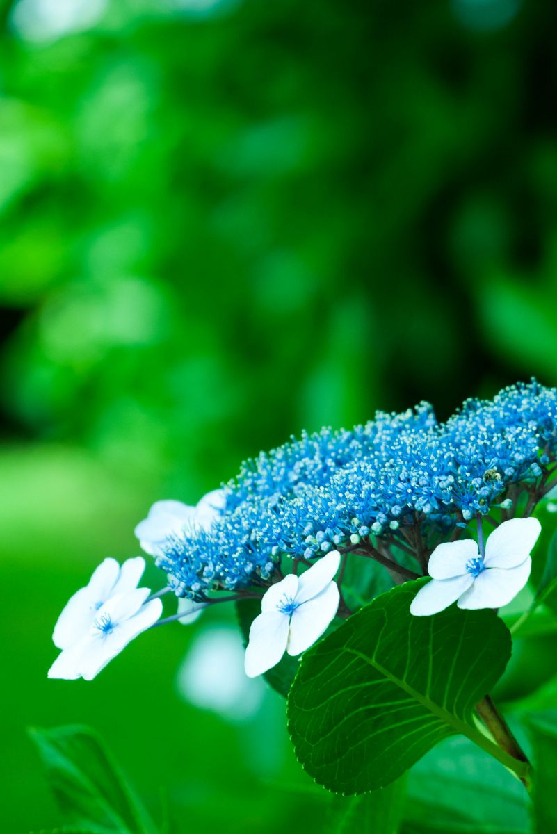 ガクアジサイ | GANREF