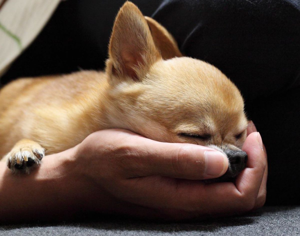 His comfortable bed. | GANREF