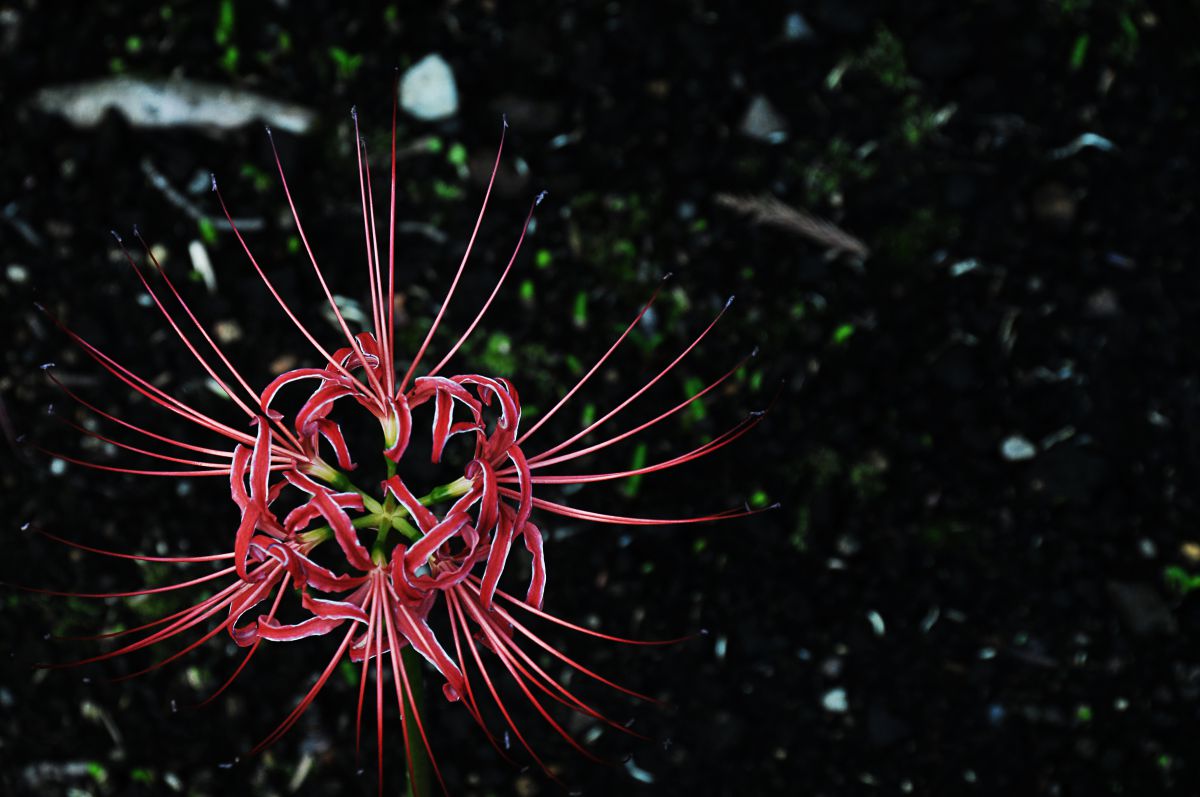 曼珠沙華 | GANREF