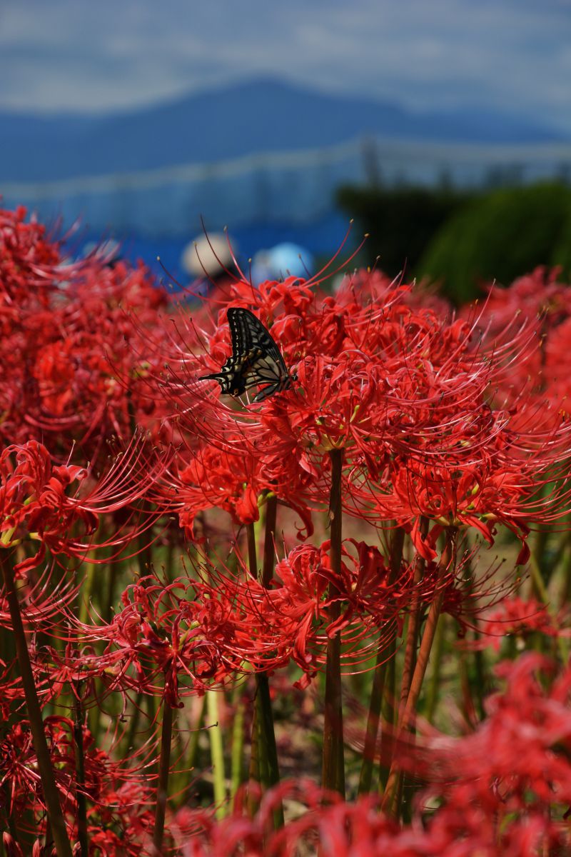 小出川見頃 | GANREF