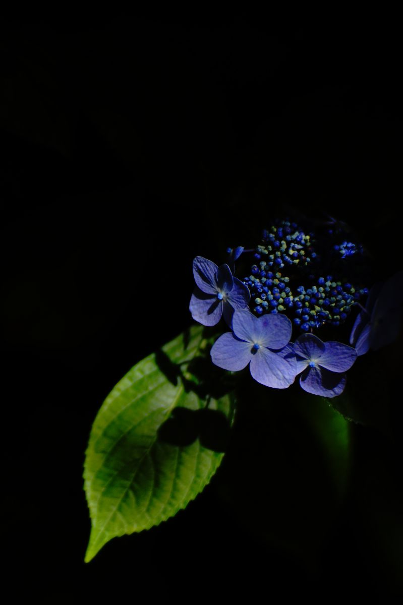 Hydrangea | GANREF