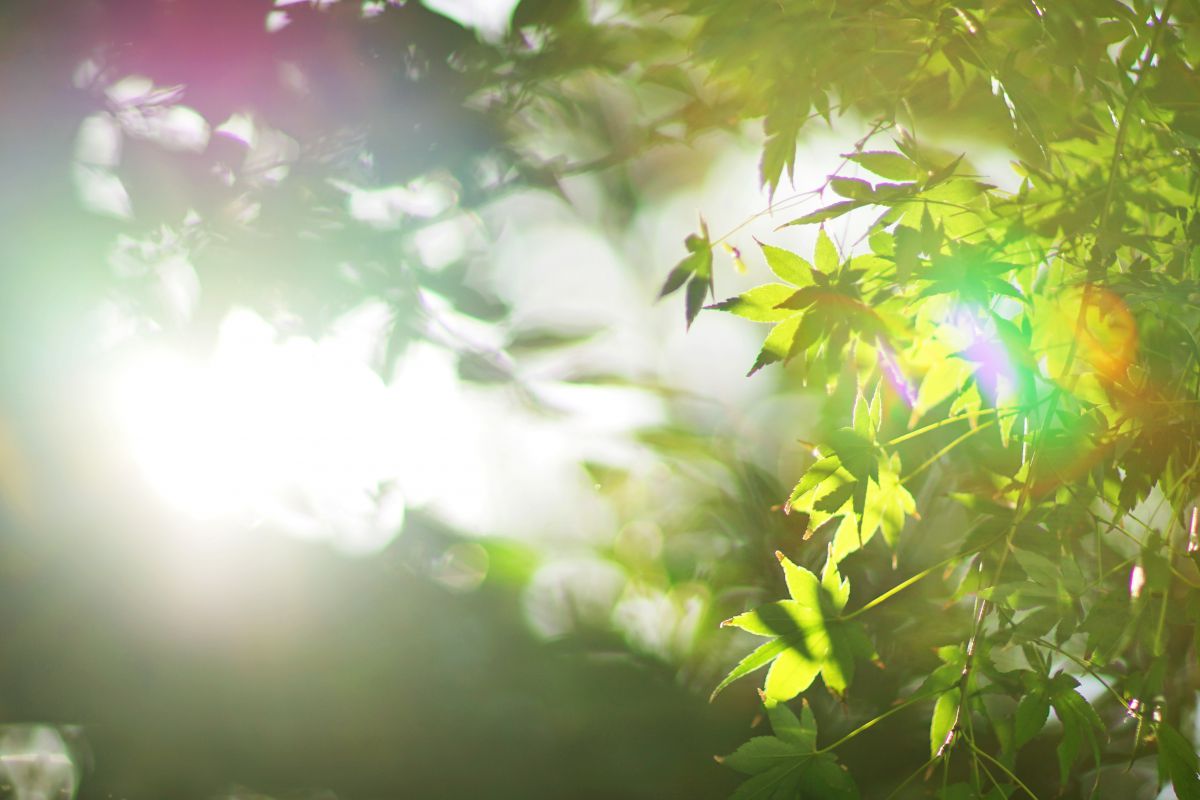 Green to receive the backlight | GANREF