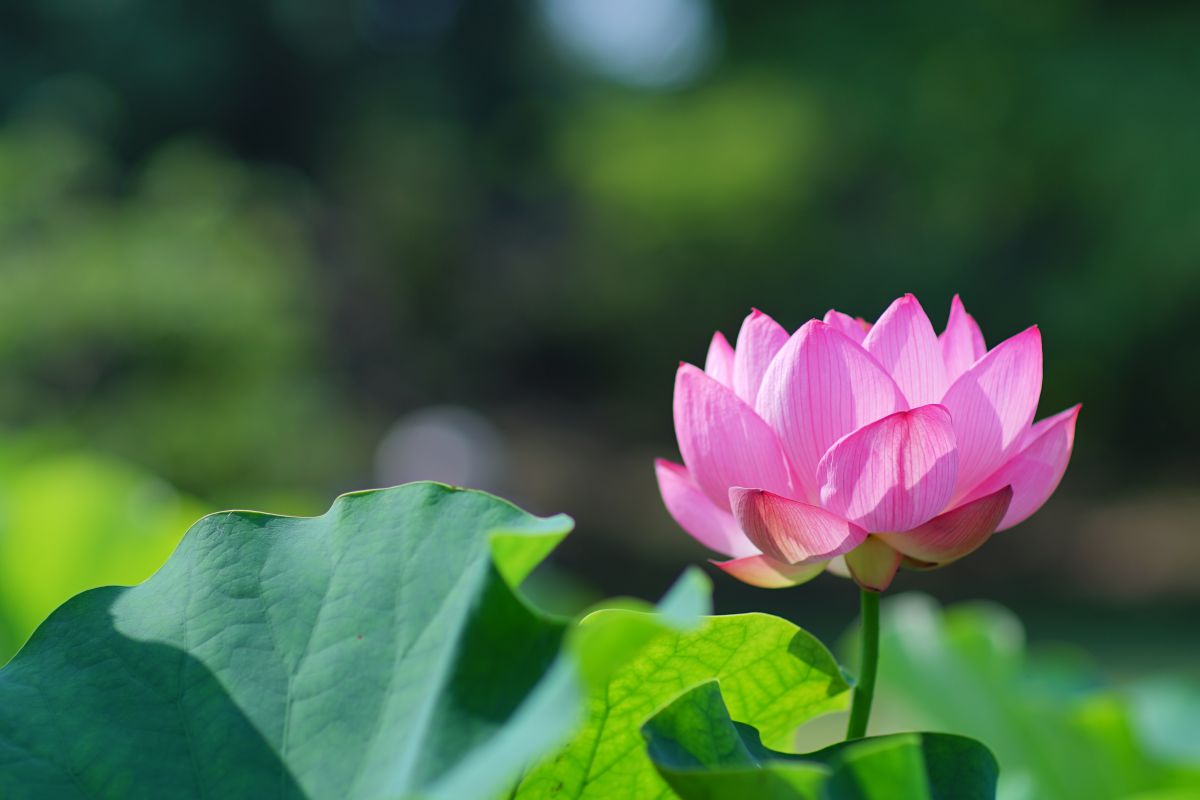 lotus blooming | GANREF