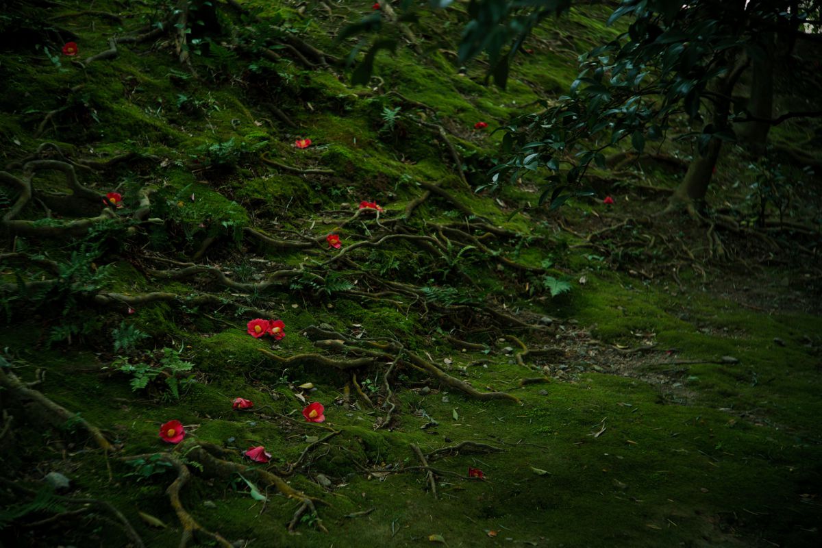 Camellia forest | GANREF