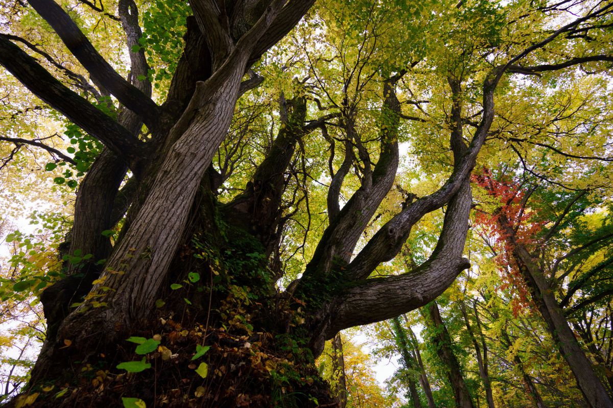 Majestic tree | GANREF