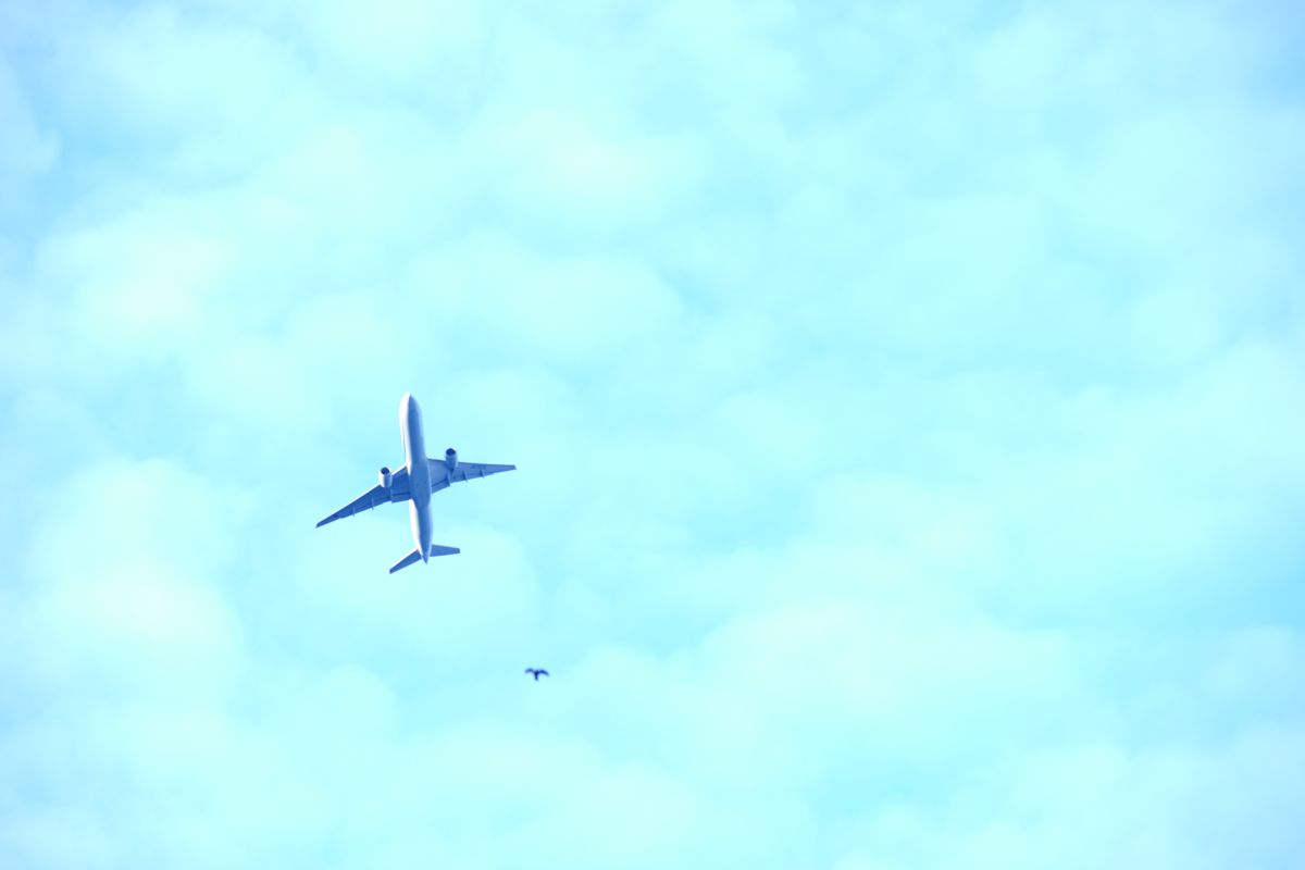 a bird , an airplane | GANREF