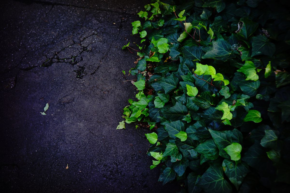 Green leaves | GANREF