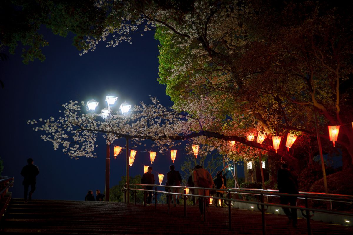 Cherry trees at evening | GANREF
