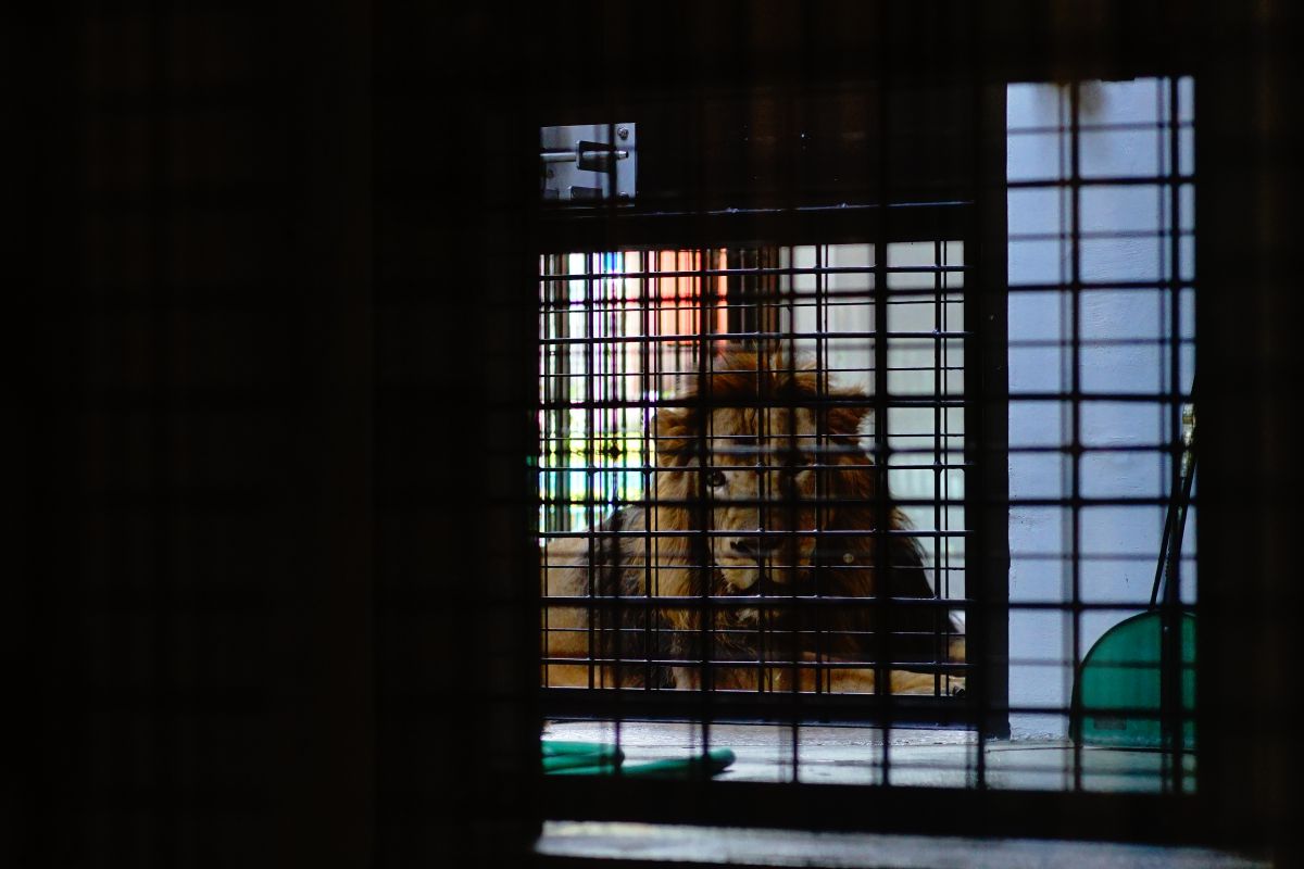 Alone in a cage | GANREF