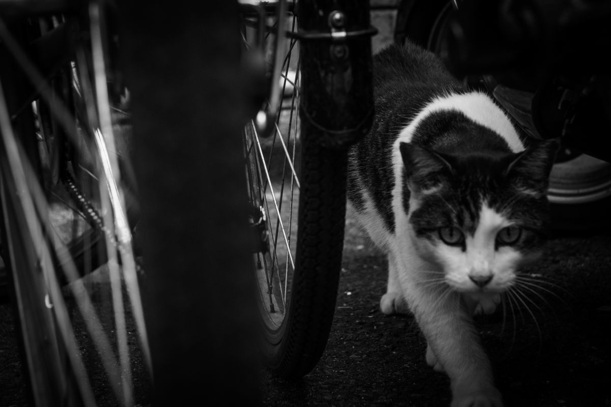 Line of sight | GANREF