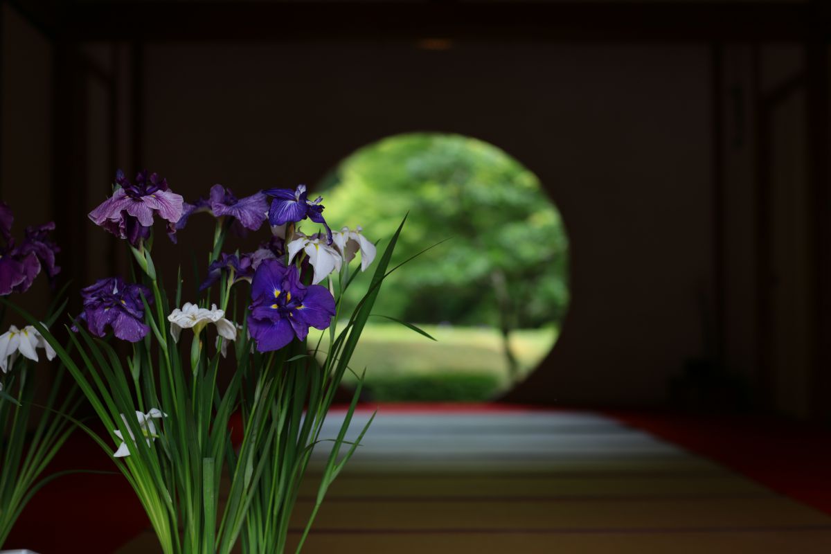 Iris of Kamakura-Meigetsu-in | GANREF