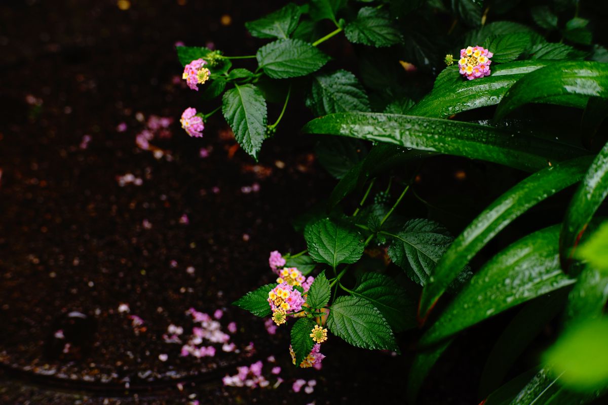 After the rain | GANREF