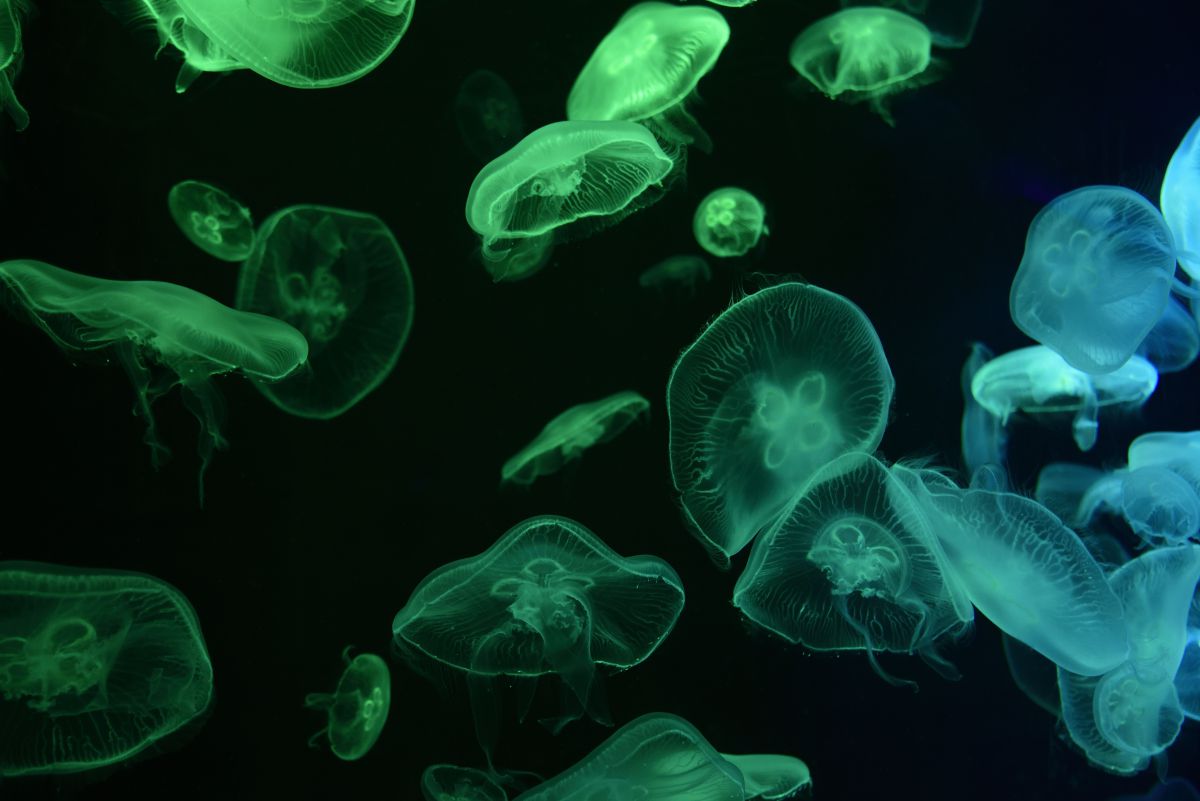 flowing gradation | GANREF