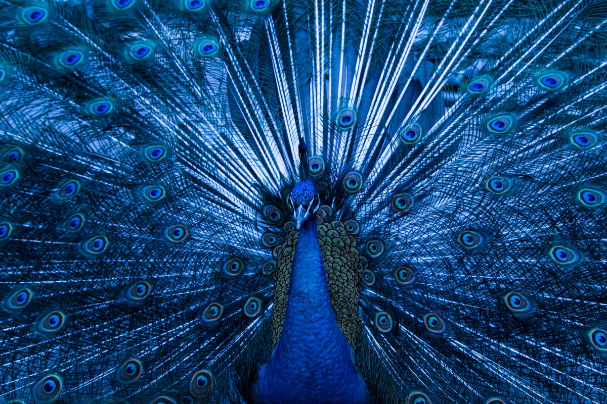 radial line | GANREF