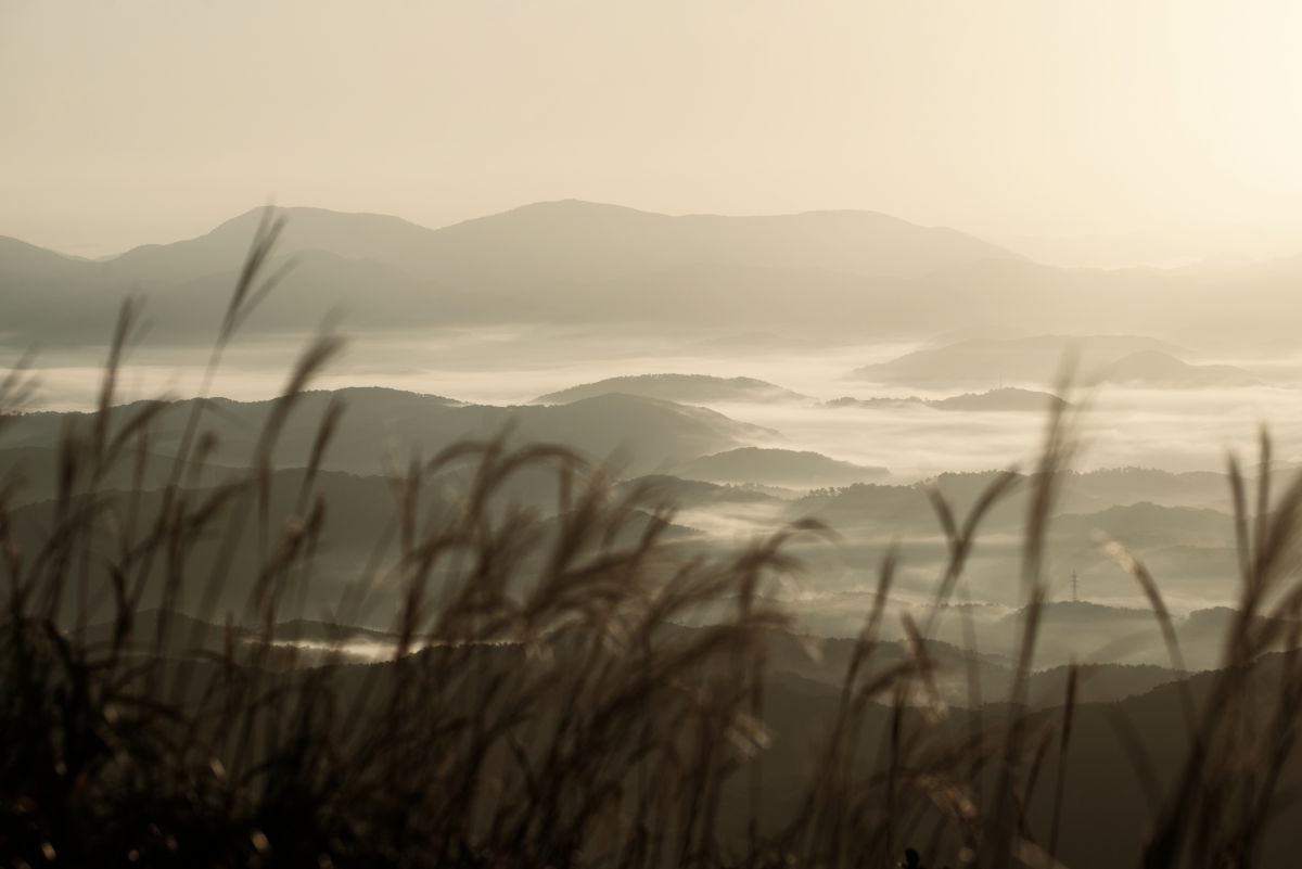 silver grass | GANREF