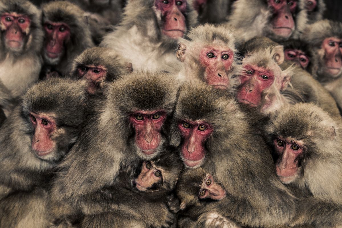 GENERATIONS | GANREF