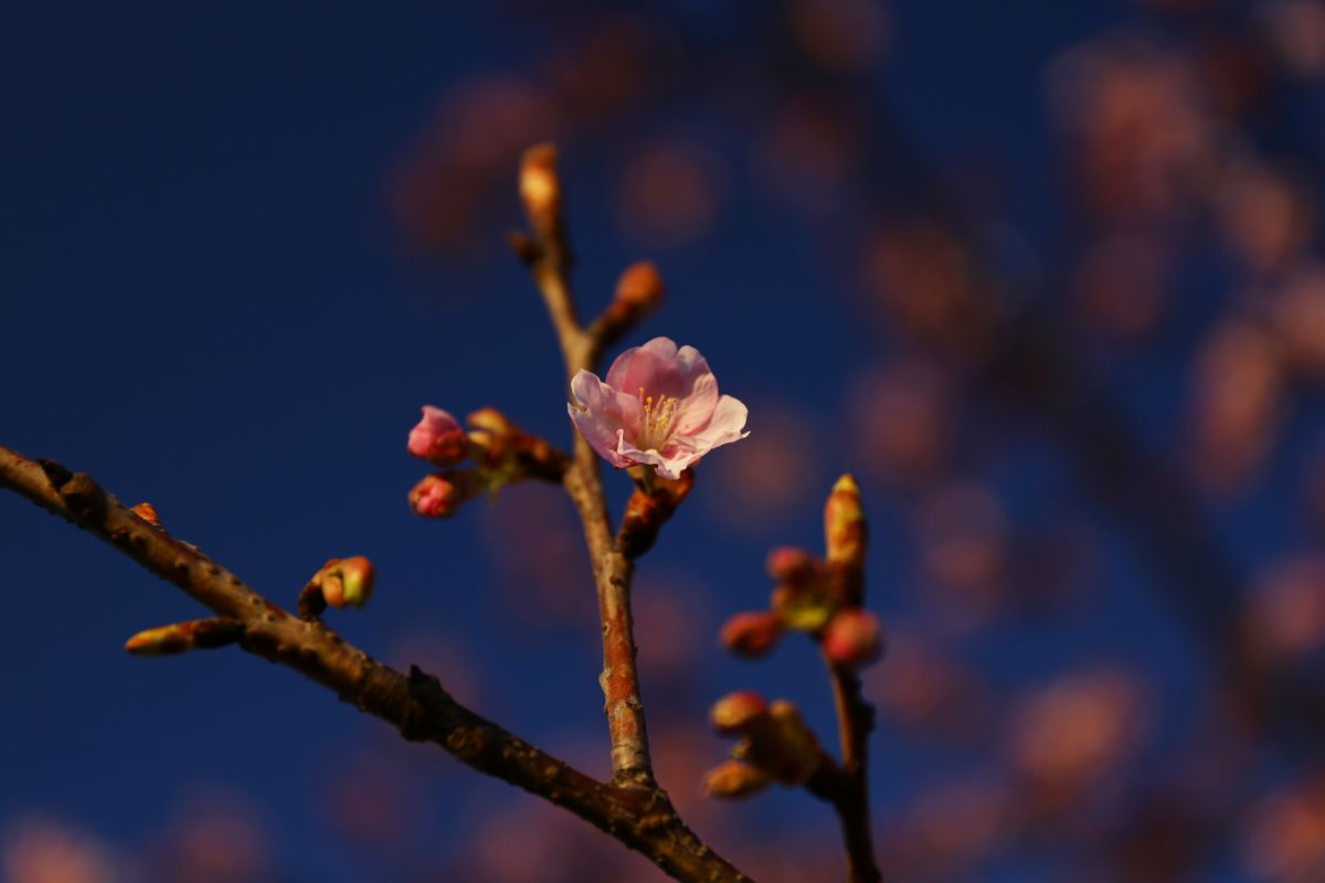 春を覗く | GANREF