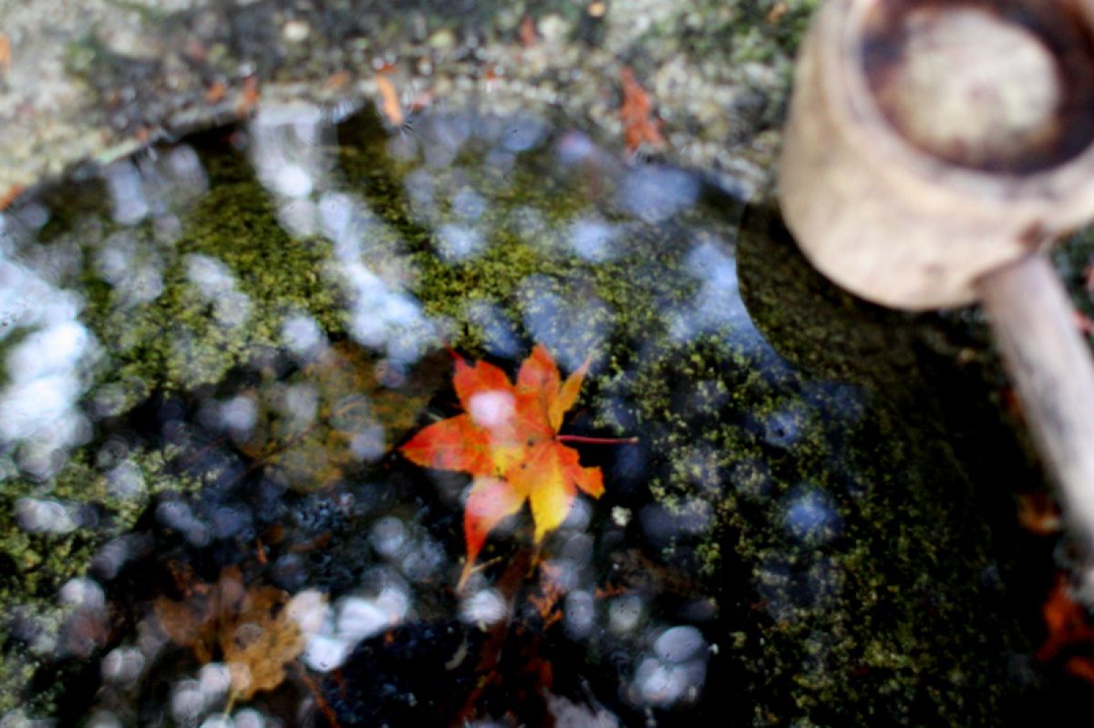 初めての秋 | GANREF