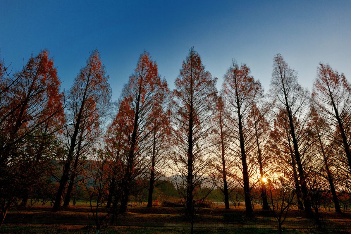 冬の夜明け（蔵出しですが！） | GANREF