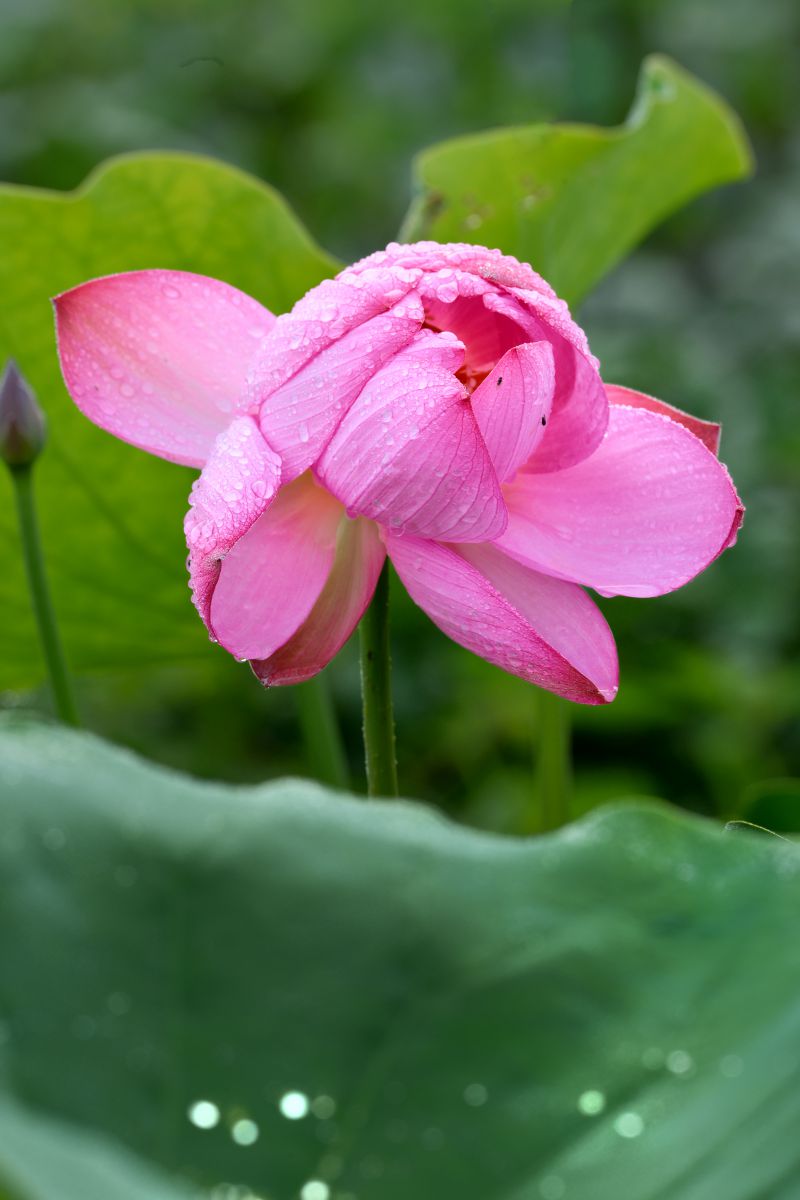 今年初めて | GANREF