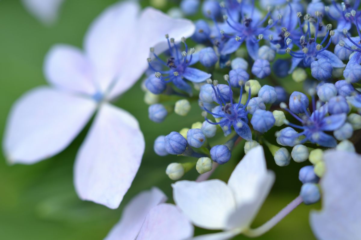 ガクアジサイ 2 | GANREF