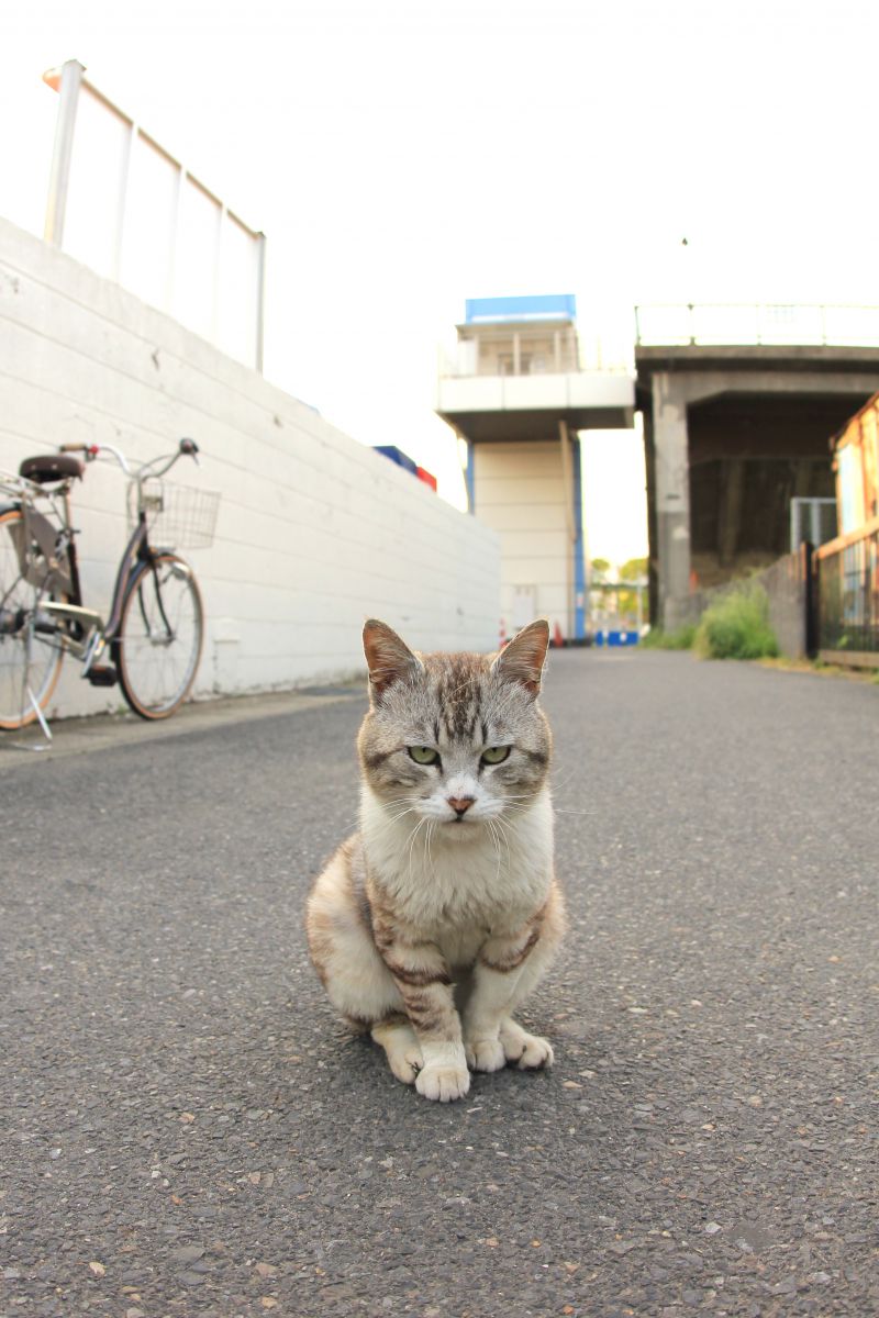 Oh! sharp look!! | GANREF