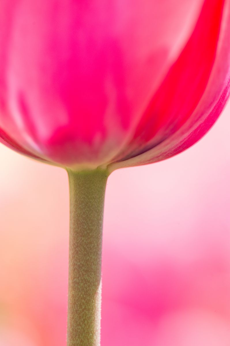 like a lady | GANREF