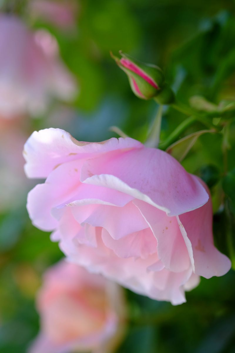 うつむき(The McCartnet Rose) | GANREF