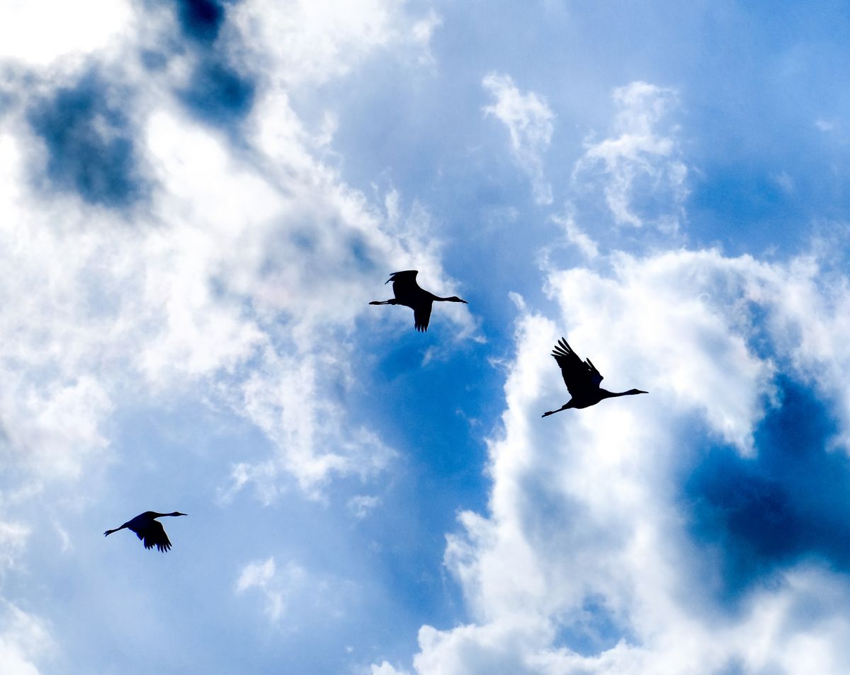 Fly fly fly! | GANREF