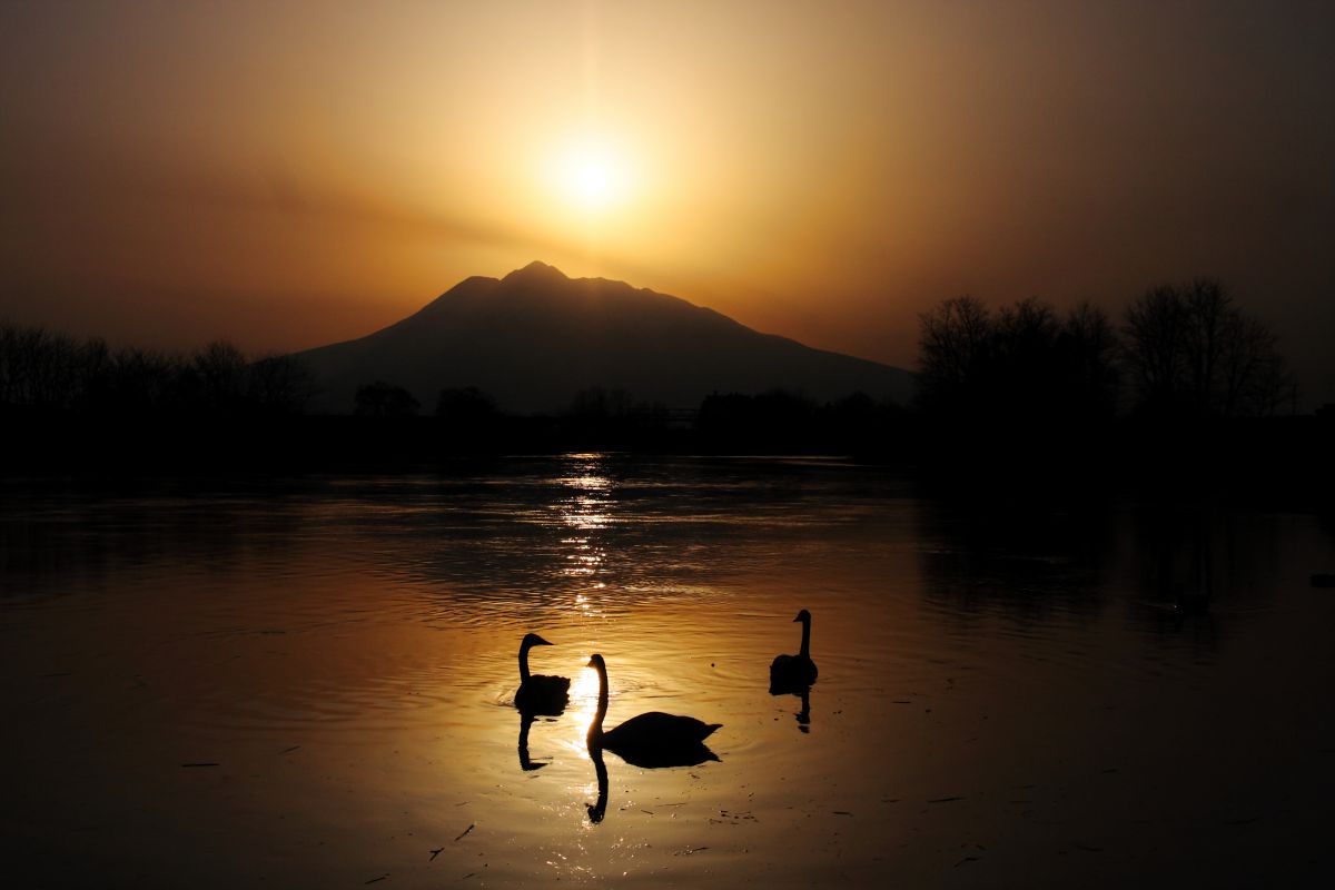 白鳥の輪舞 | GANREF