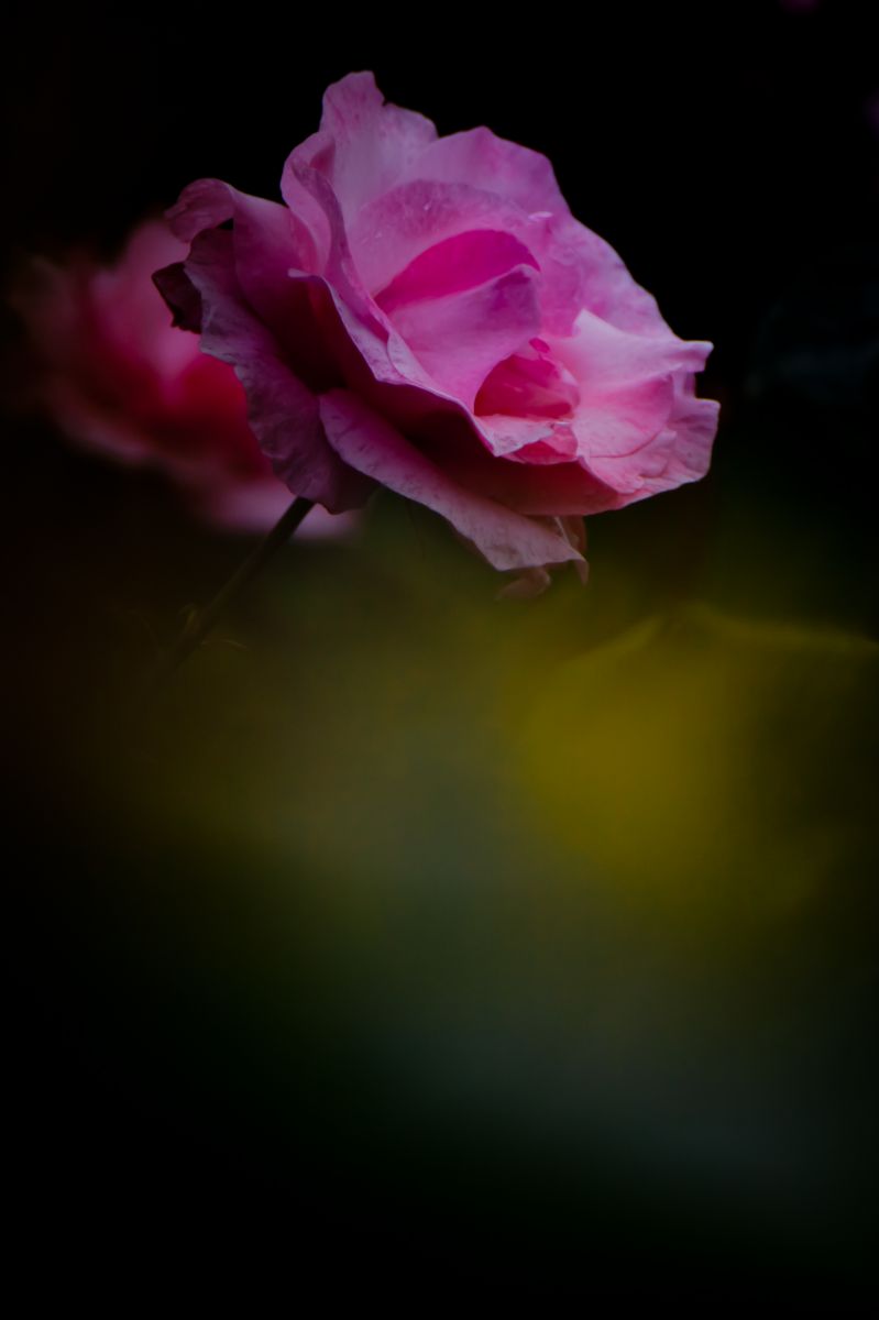 in the darkness | GANREF