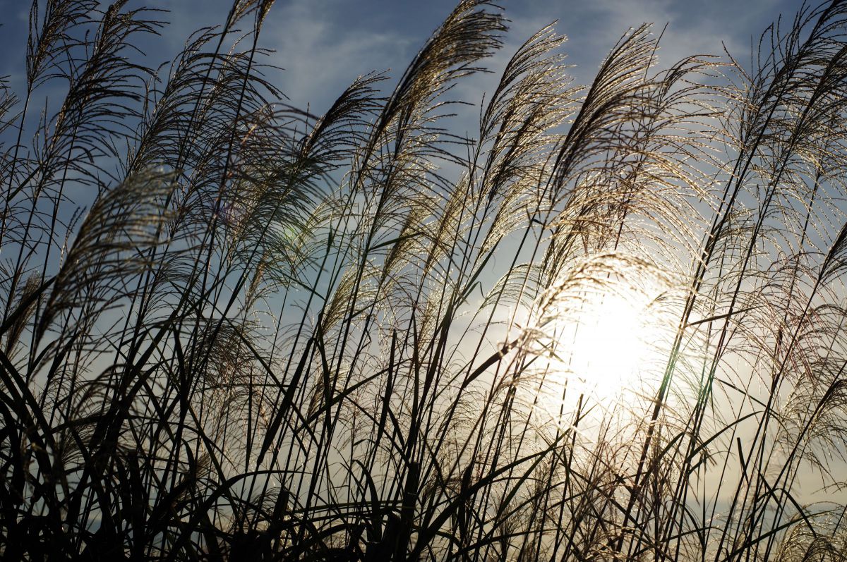 すすきNo1 | GANREF