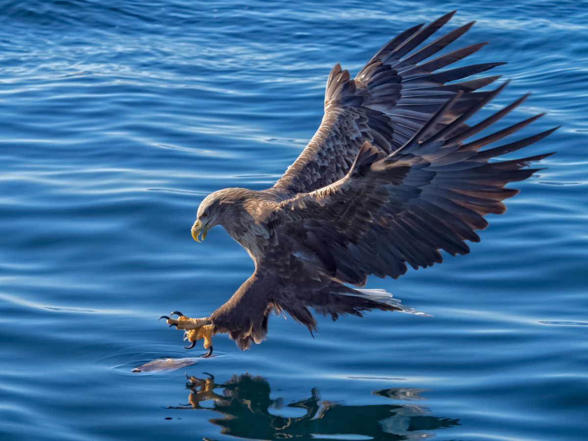 Eagle Attack！ | GANREF