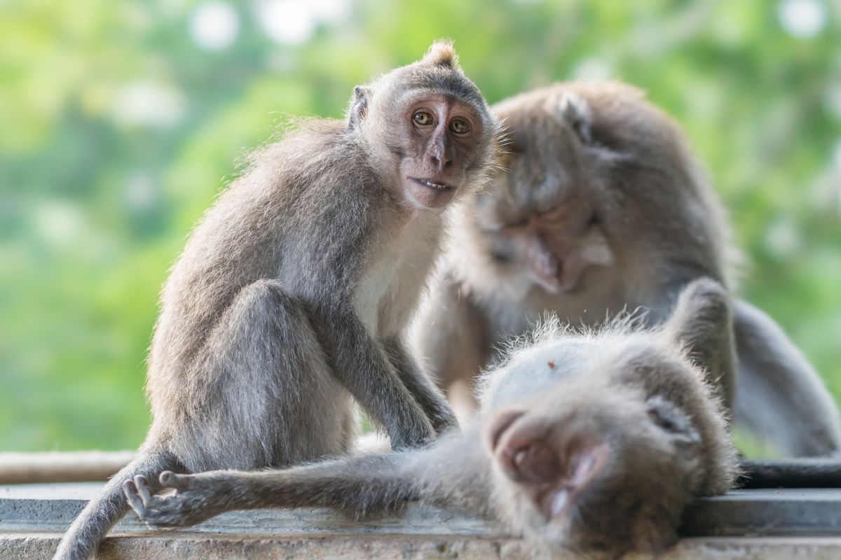 The Operation 終了！ | GANREF