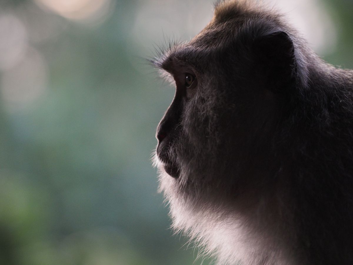 Monkey Forest | GANREF