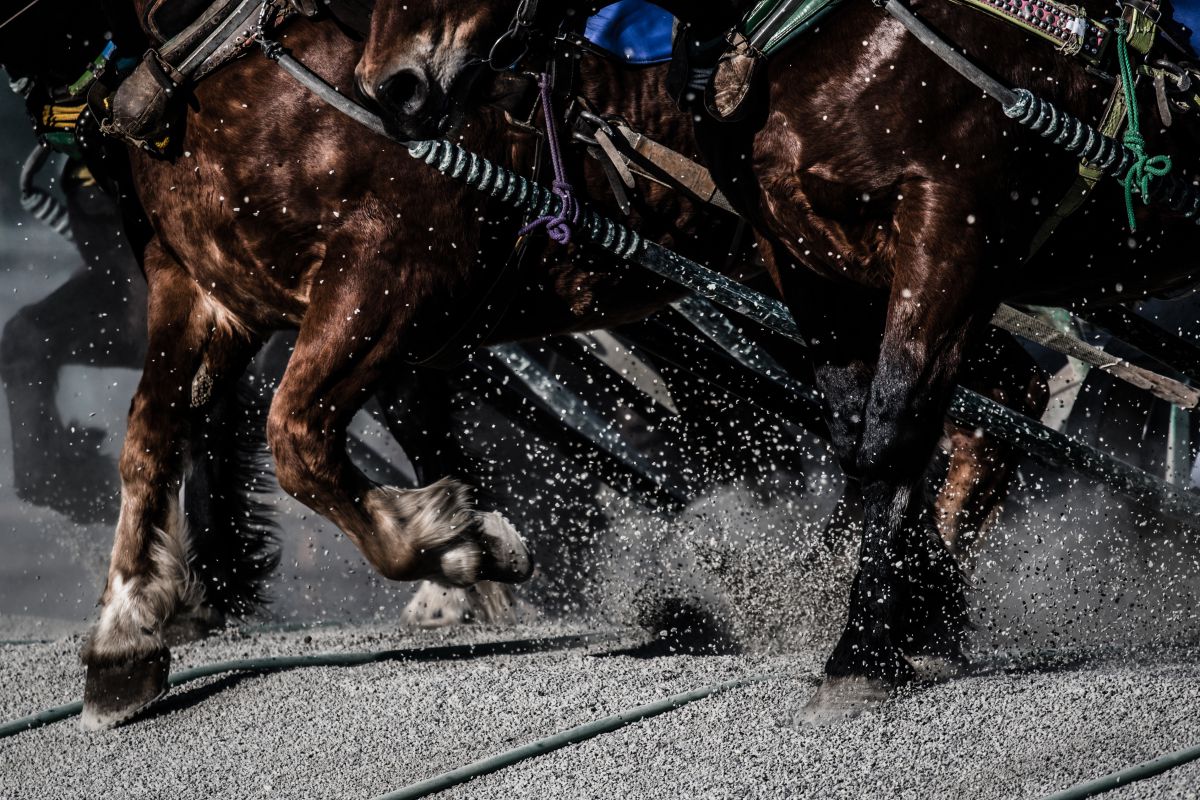 Dash on a hill | GANREF