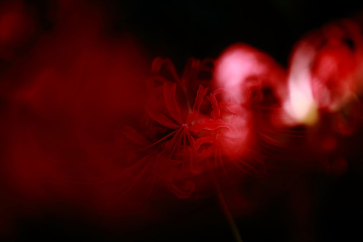 Lycoris star･･･。 | GANREF