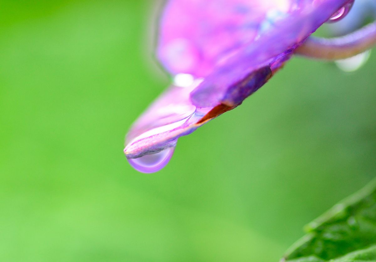 Purple drop | GANREF