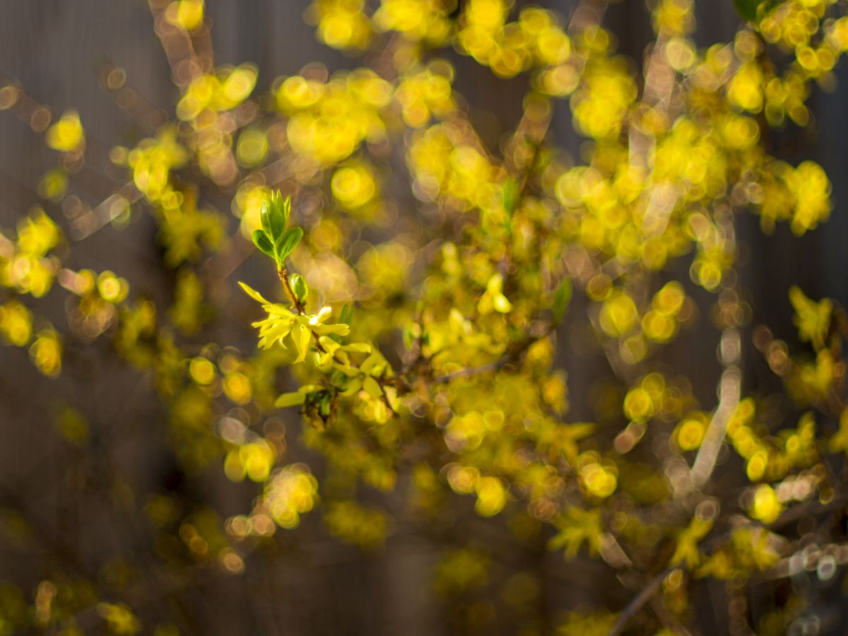 Super-Takumar 50mm 1.4 | GANREF