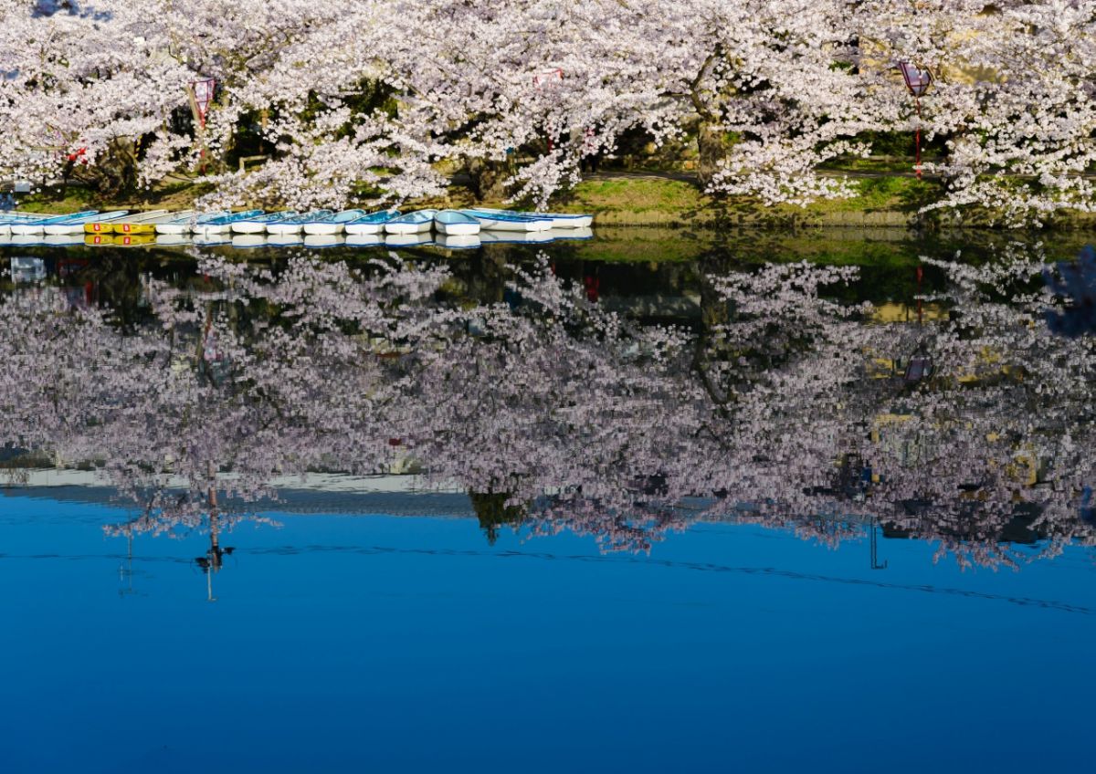 「2016 sakura」 | GANREF