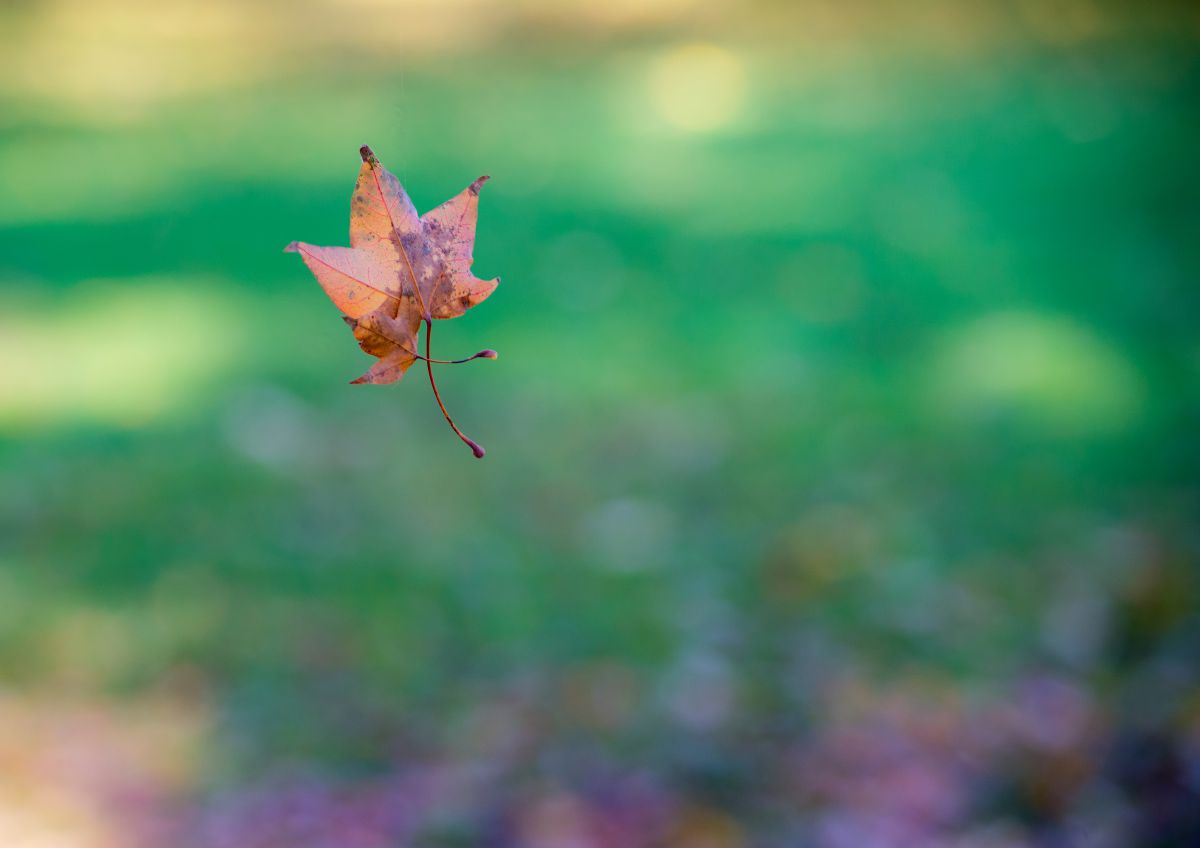 空中浮遊 | GANREF