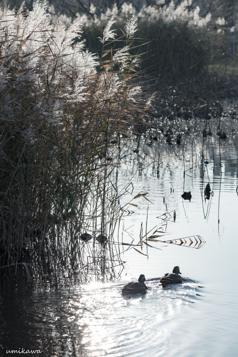 in the fall | GANREF