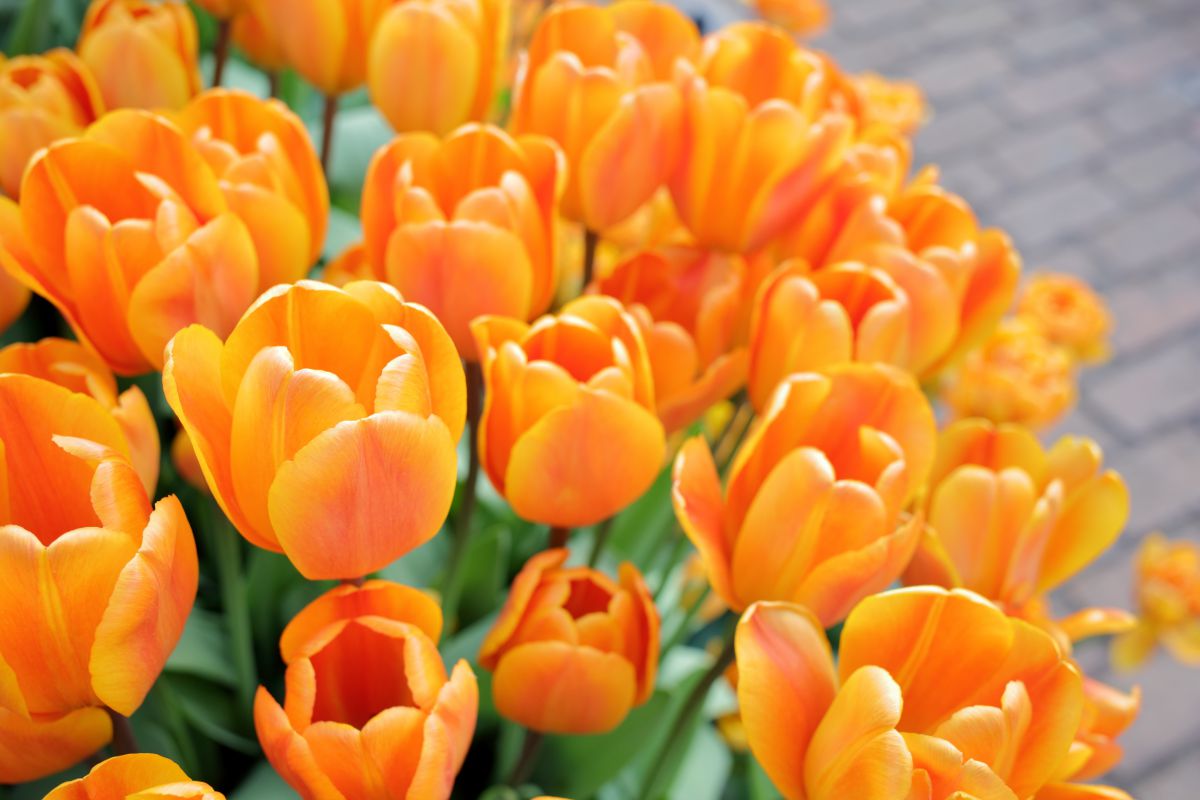 Fresh orange color | GANREF