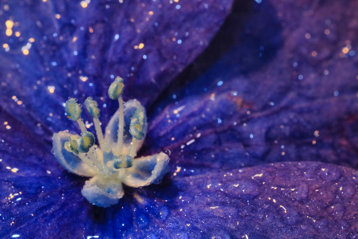 Blue Hydrangea | GANREF