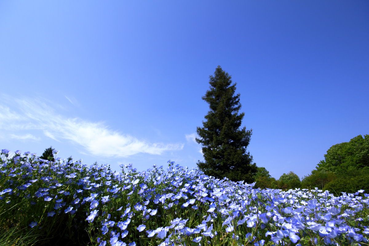 blue＆blue | GANREF