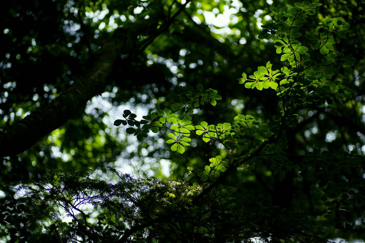 green glass | GANREF