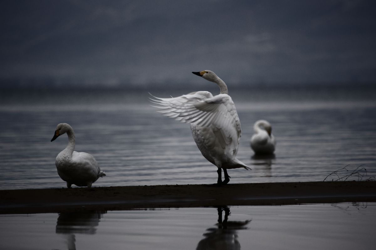 Swan Lake | GANREF