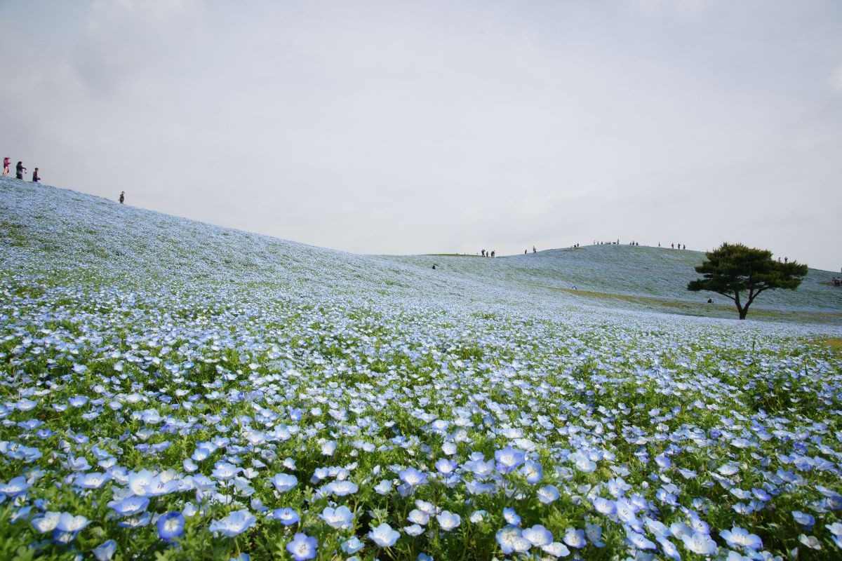 baby blue-eye | GANREF