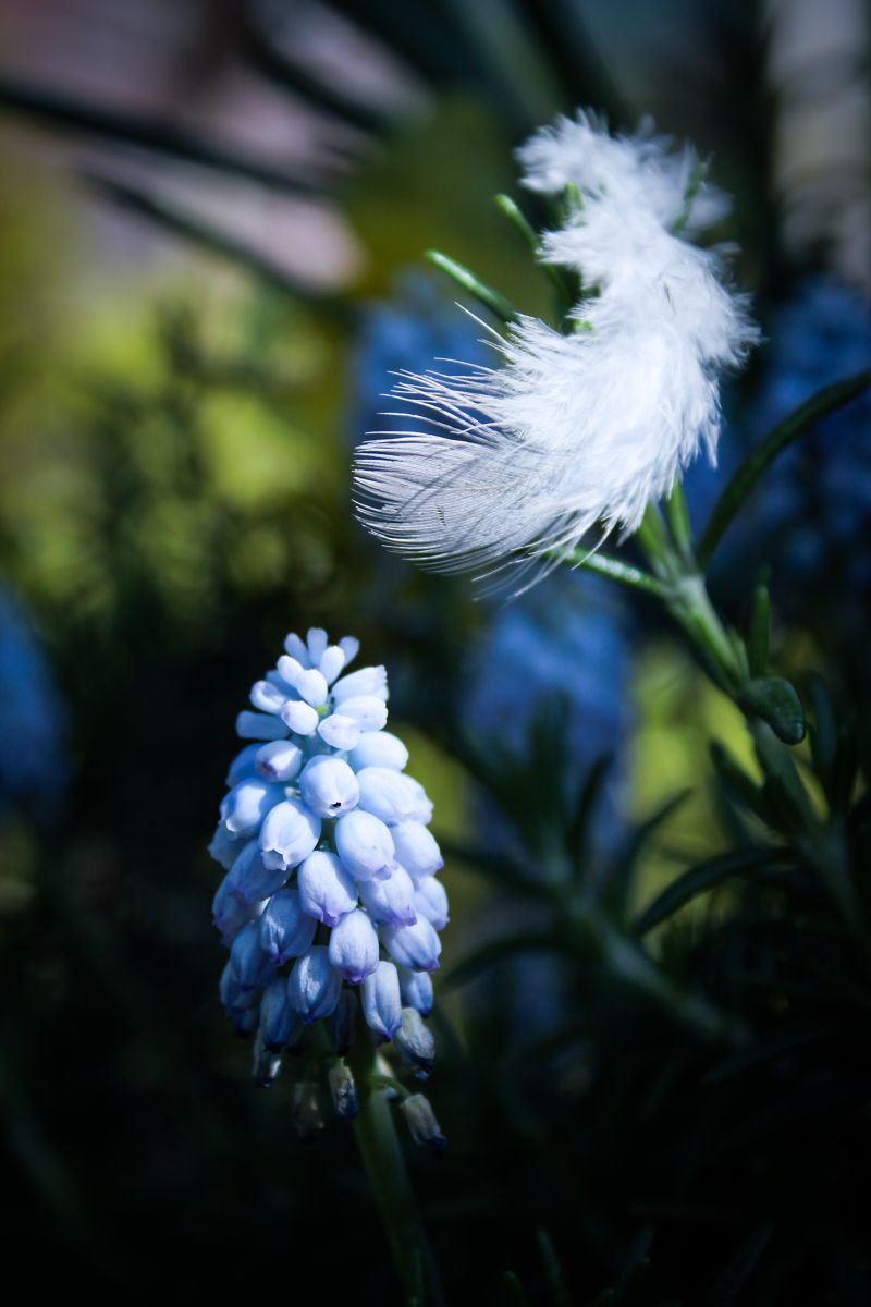 舞い降りた翼 | GANREF