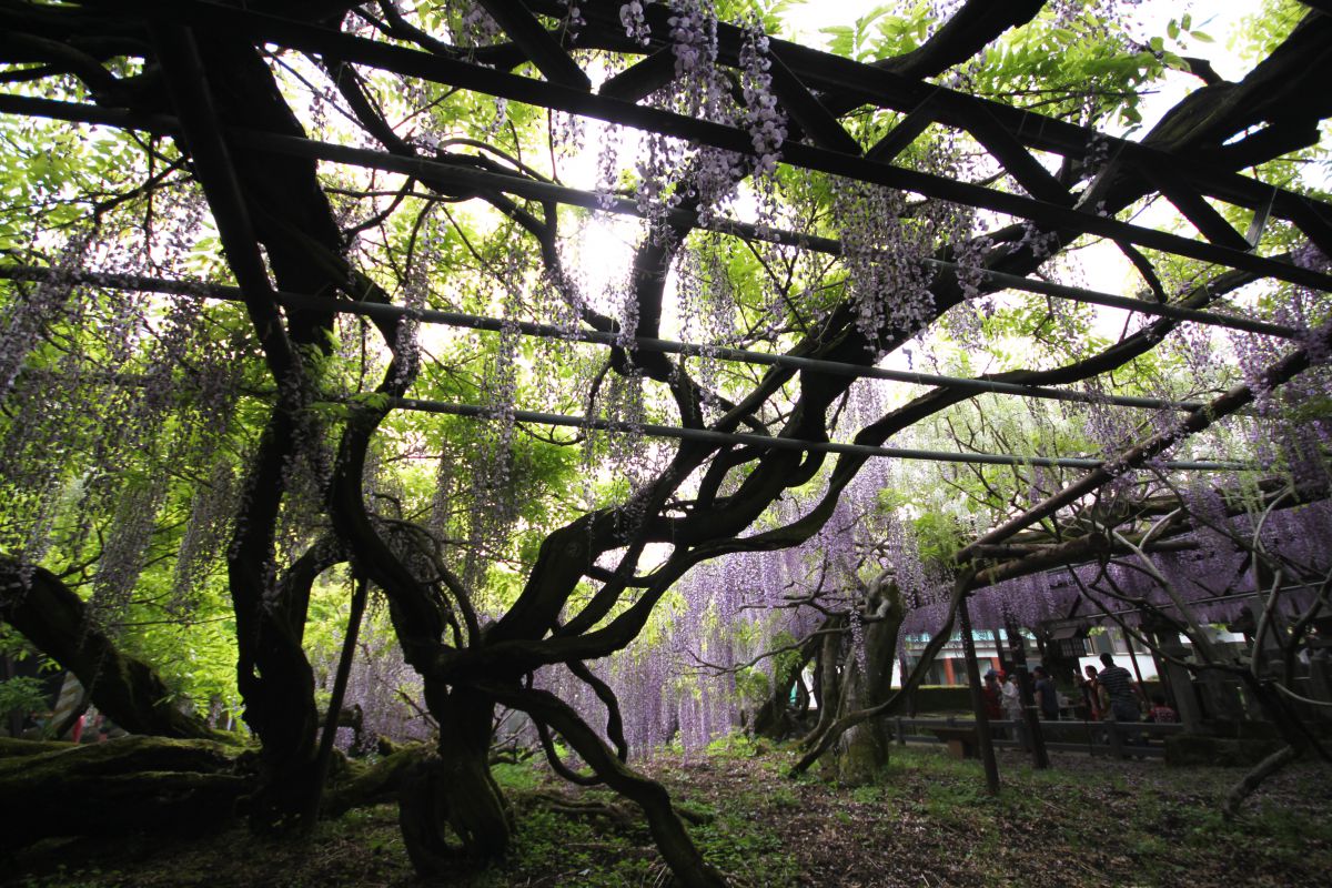 樹齢600年の誘惑 | GANREF